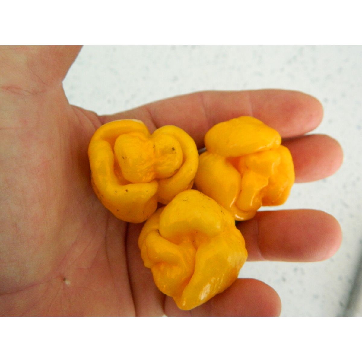 7 Pot Yellow Brain Strain Chilli Seeds - 7 Pot Yellow Brain Strain ...