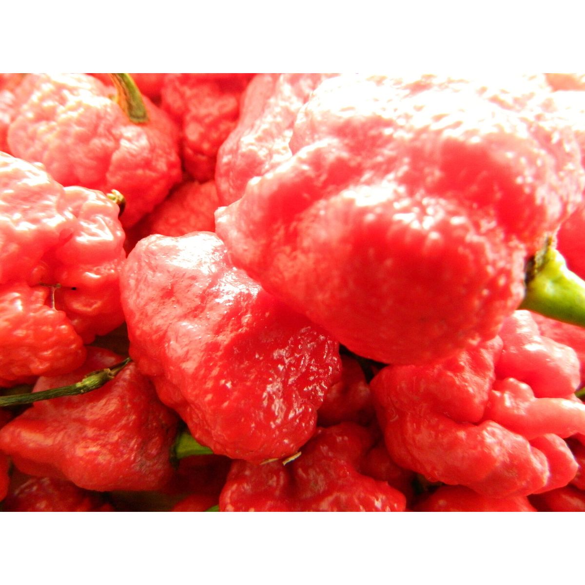 7 Pot Primo Red Chilli Seeds - Super Hot Primo Pepper Seeds - Red ...