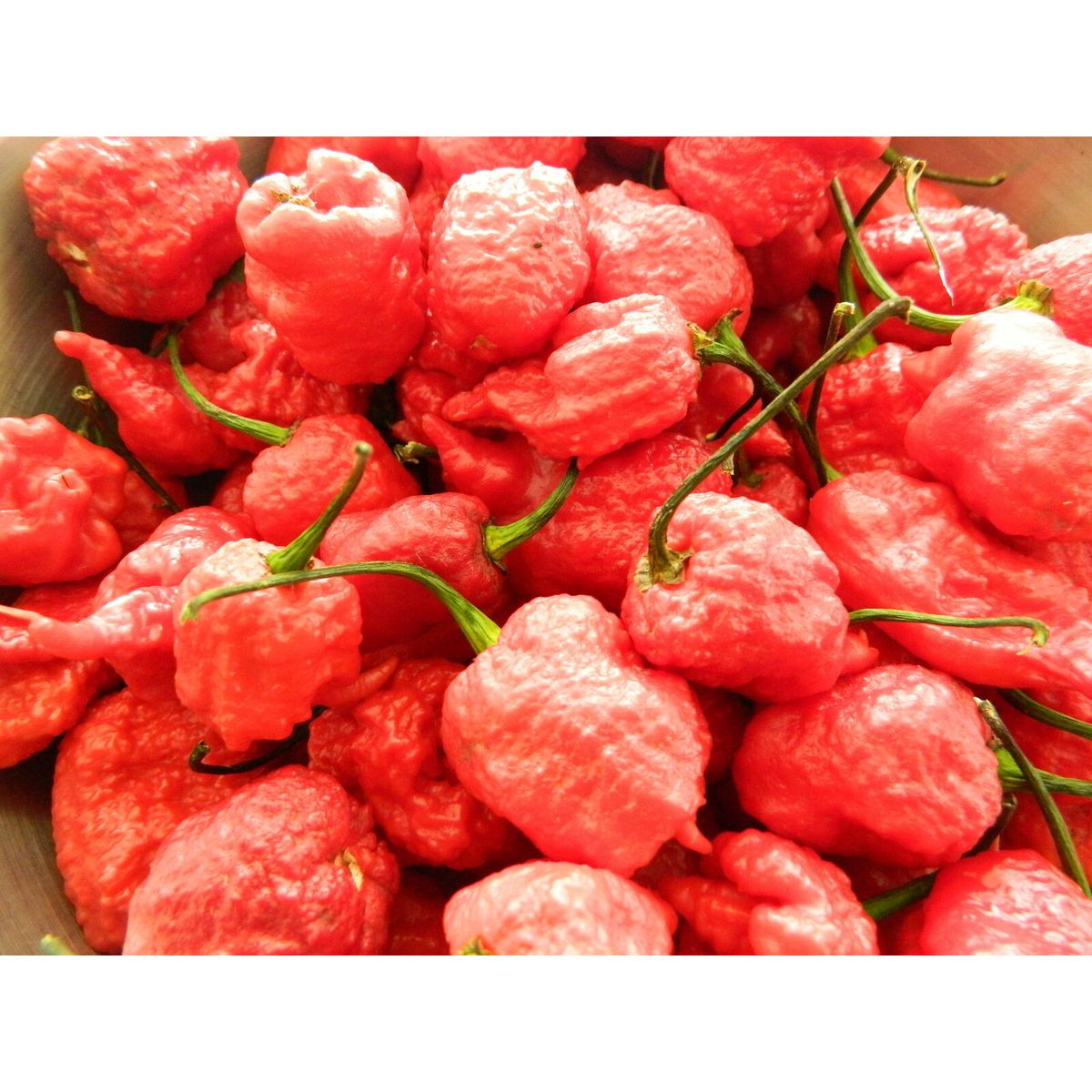 7 Pot Primo Red Chilli Seeds - Super Hot Primo Pepper Seeds - Red ...