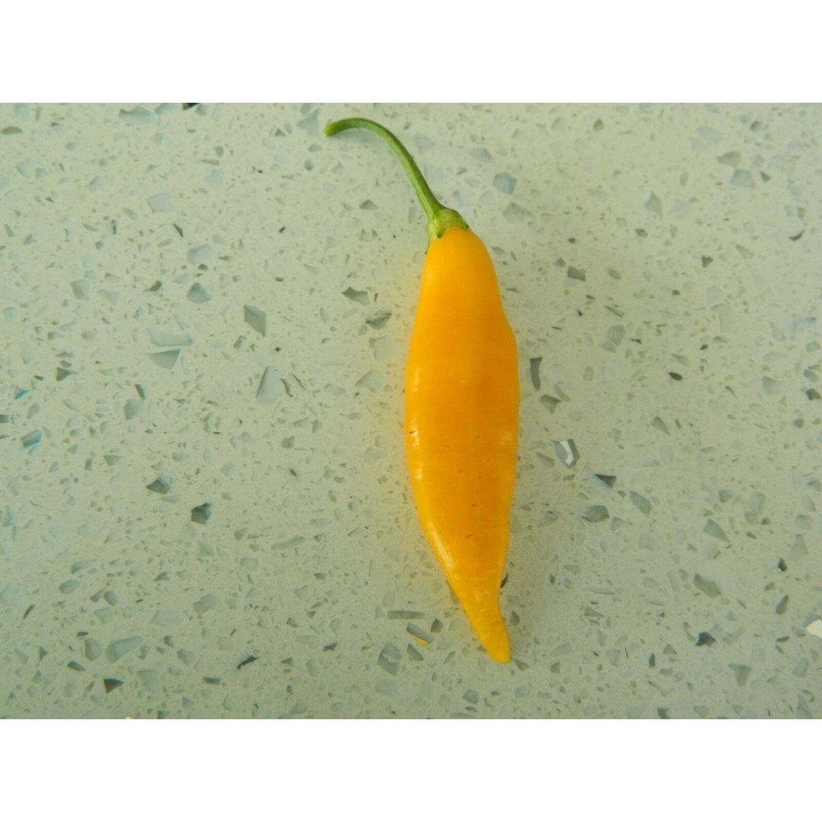 Aji Challuaruro Chilli Seeds - Aji Challuaruro Amarillo Pepper Seeds