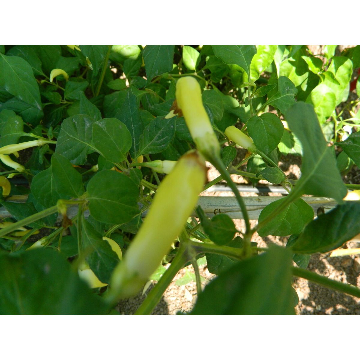 Aji Challuaruro Chilli Seeds - Aji Challuaruro Amarillo Pepper Seeds