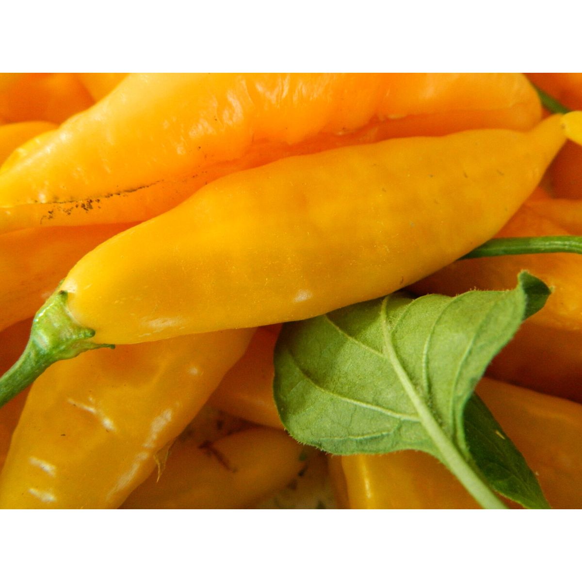 Aji Challuaruro Chilli Seeds - Aji Challuaruro Amarillo Pepper Seeds