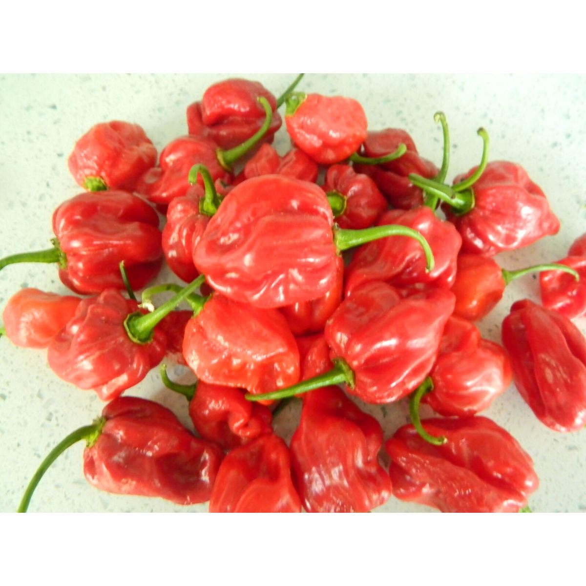 Aji Umba Chilli Seeds - 20 Fresh Ajumba Pepper Seeds - Red Dragon Seeds