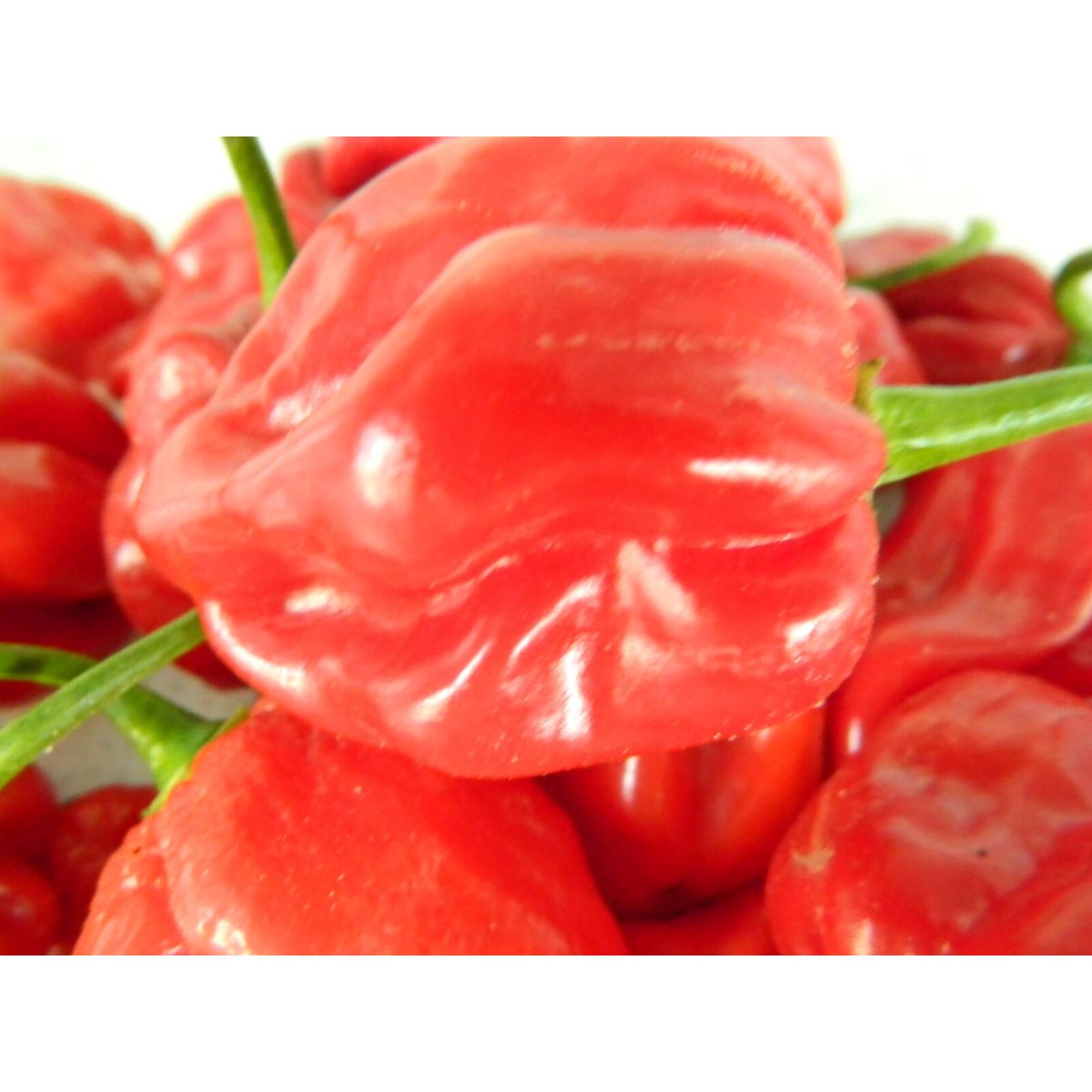 Aji Umba Chilli Seeds - 20 Fresh Ajumba Pepper Seeds - Red Dragon Seeds