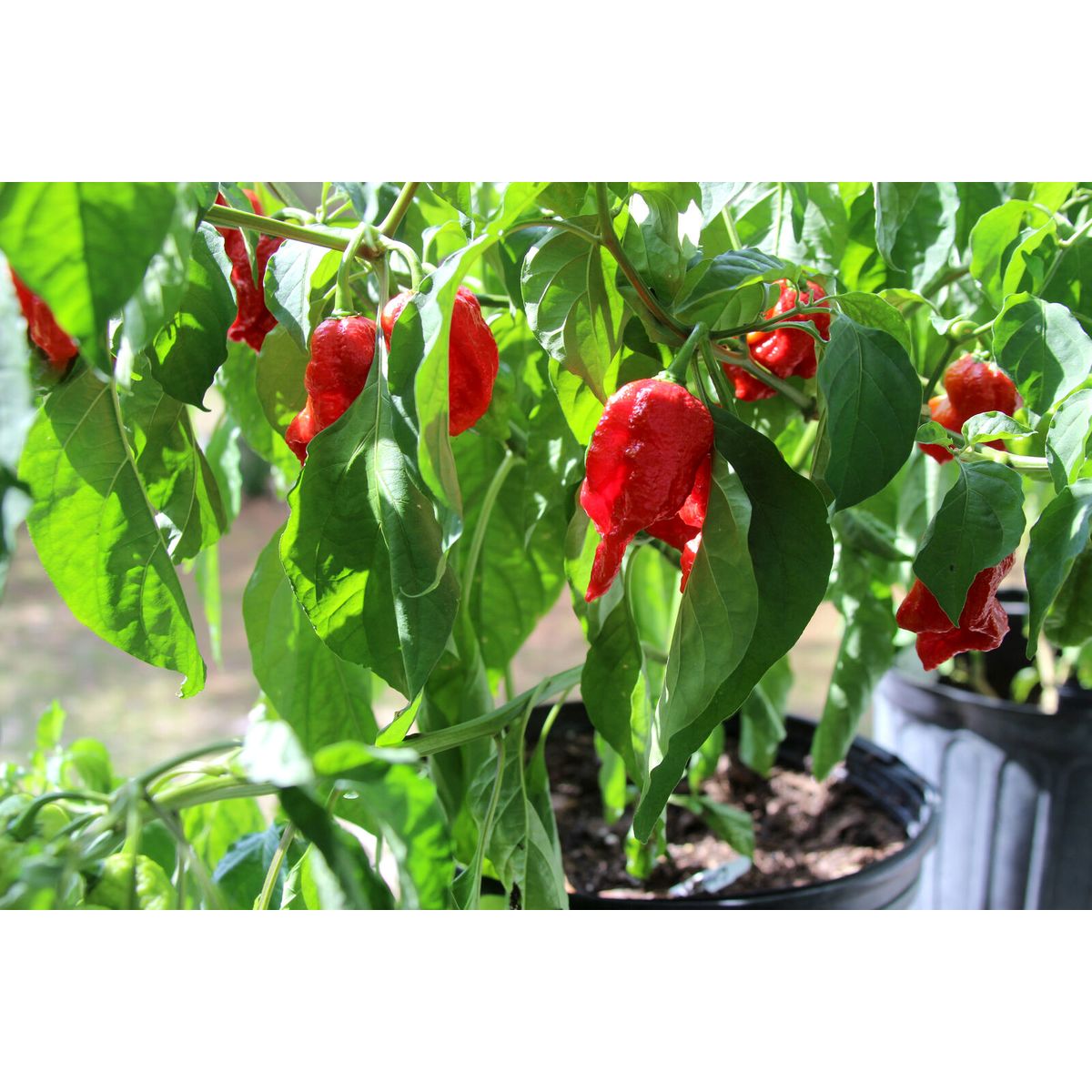 Bhut Jolokia Chilli Seeds - 15 Fresh Ghost Pepper Seeds + 15 Extra FREE ...
