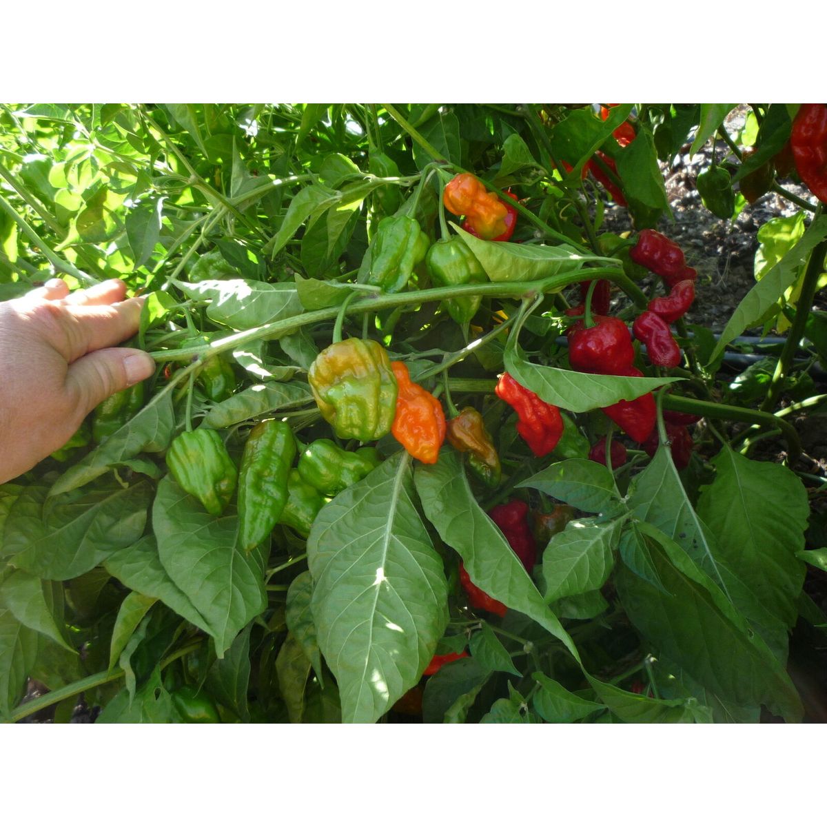 Bhut Jolokia Chilli Seeds - 15 Fresh Ghost Pepper Seeds + 15 Extra FREE ...