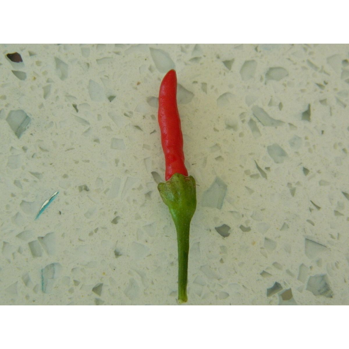 Birds Eye Demon Chilli Seeds For Sale - Birds Eye Demon Pepper Seeds ...