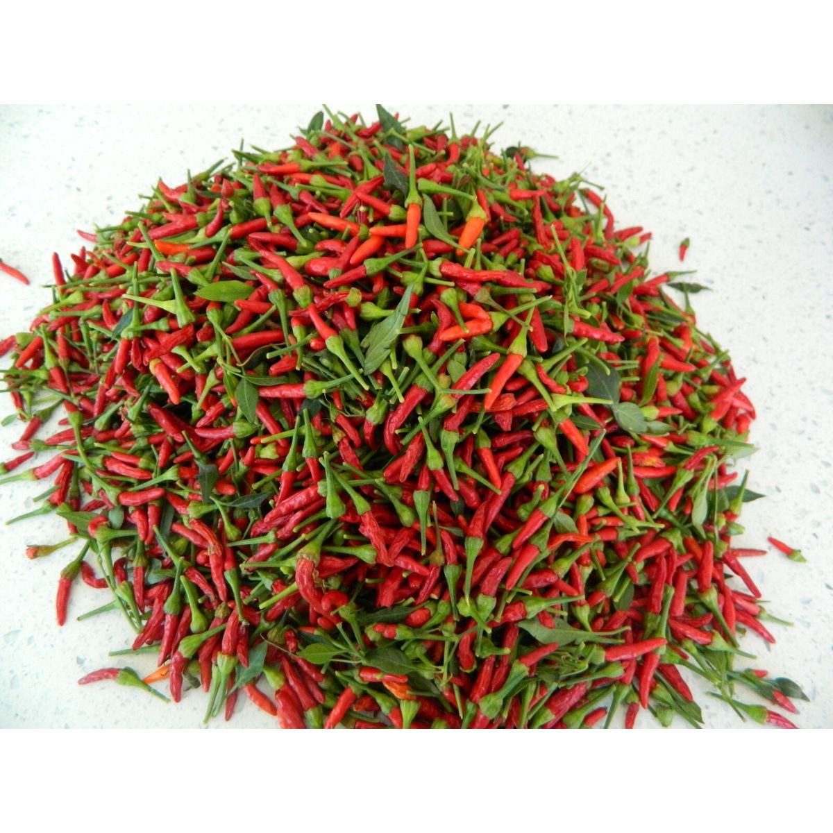 Birds Eye Demon Chilli Seeds For Sale - Birds Eye Demon Pepper Seeds ...