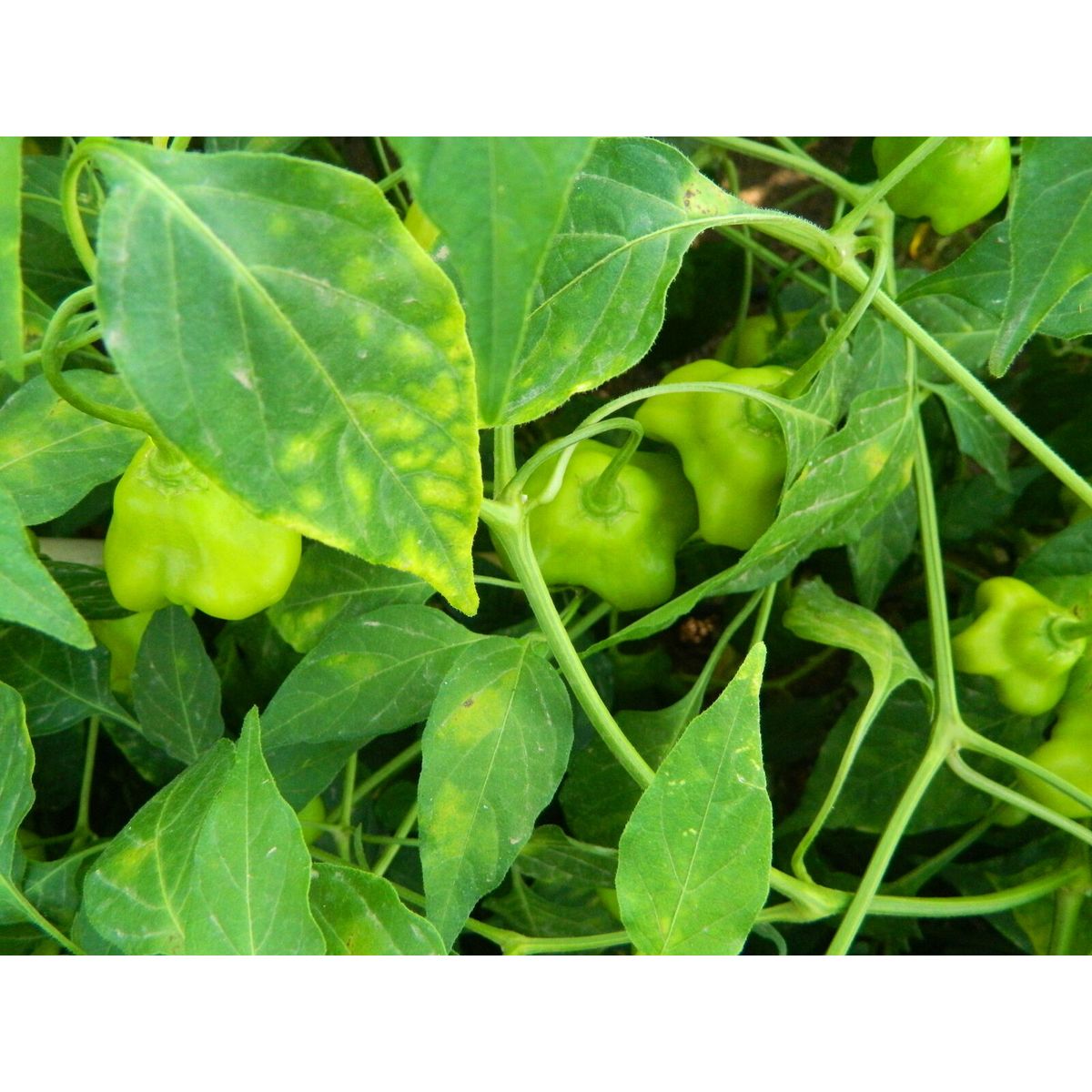 Bishops Crown Chilli Seeds - Jokers Hat Pepper Seeds - Red Dragon Seeds