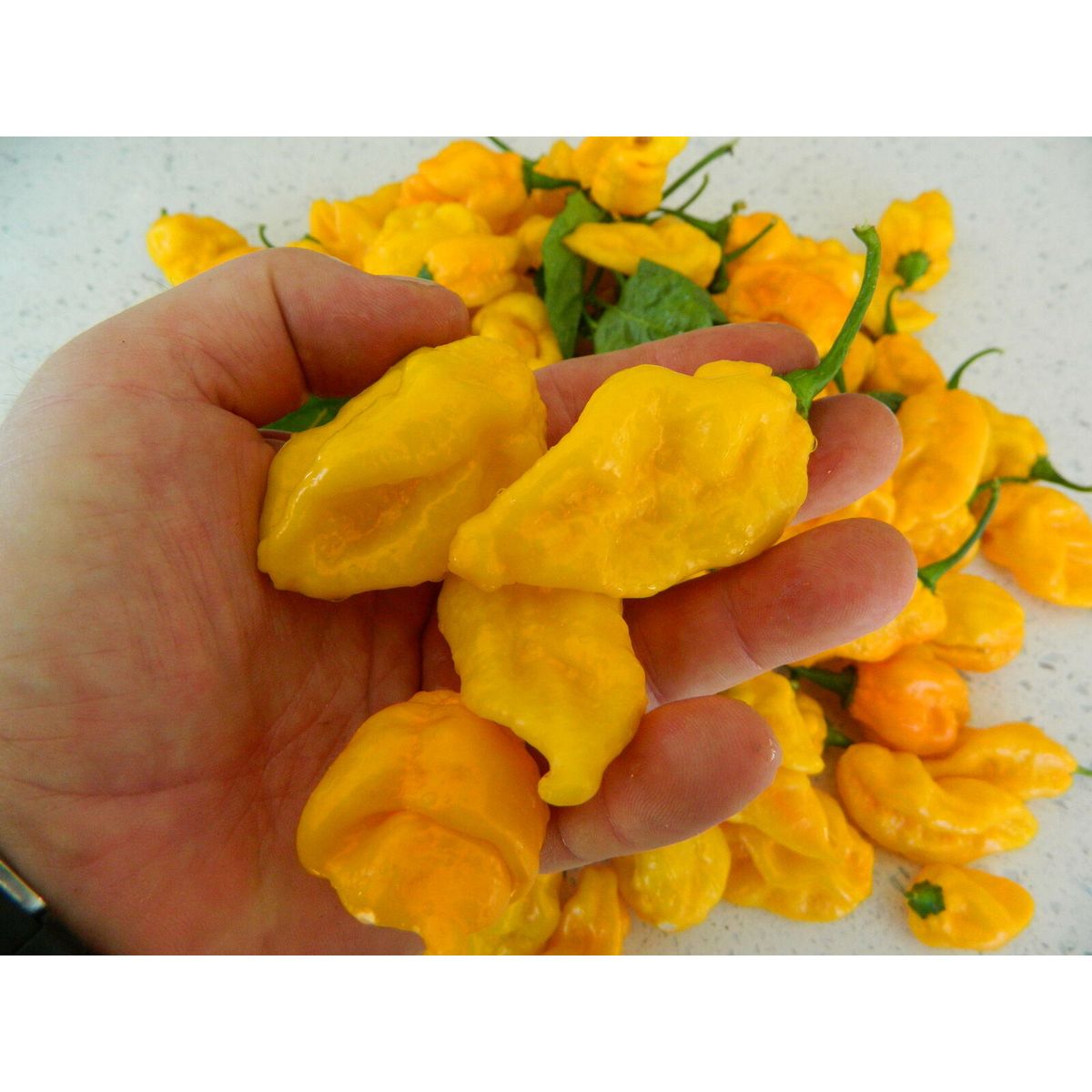 Cheiro do Norte Chilli Seeds - A Fantastic Pepper Plant from Brazil ...