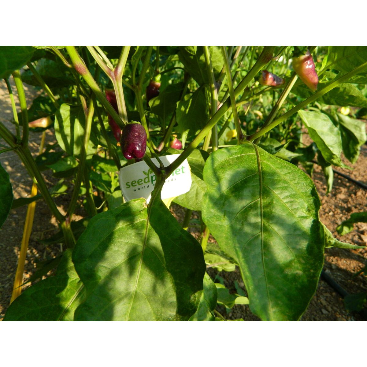 Condors Beak Chilli Seeds - Red Dragon Seeds