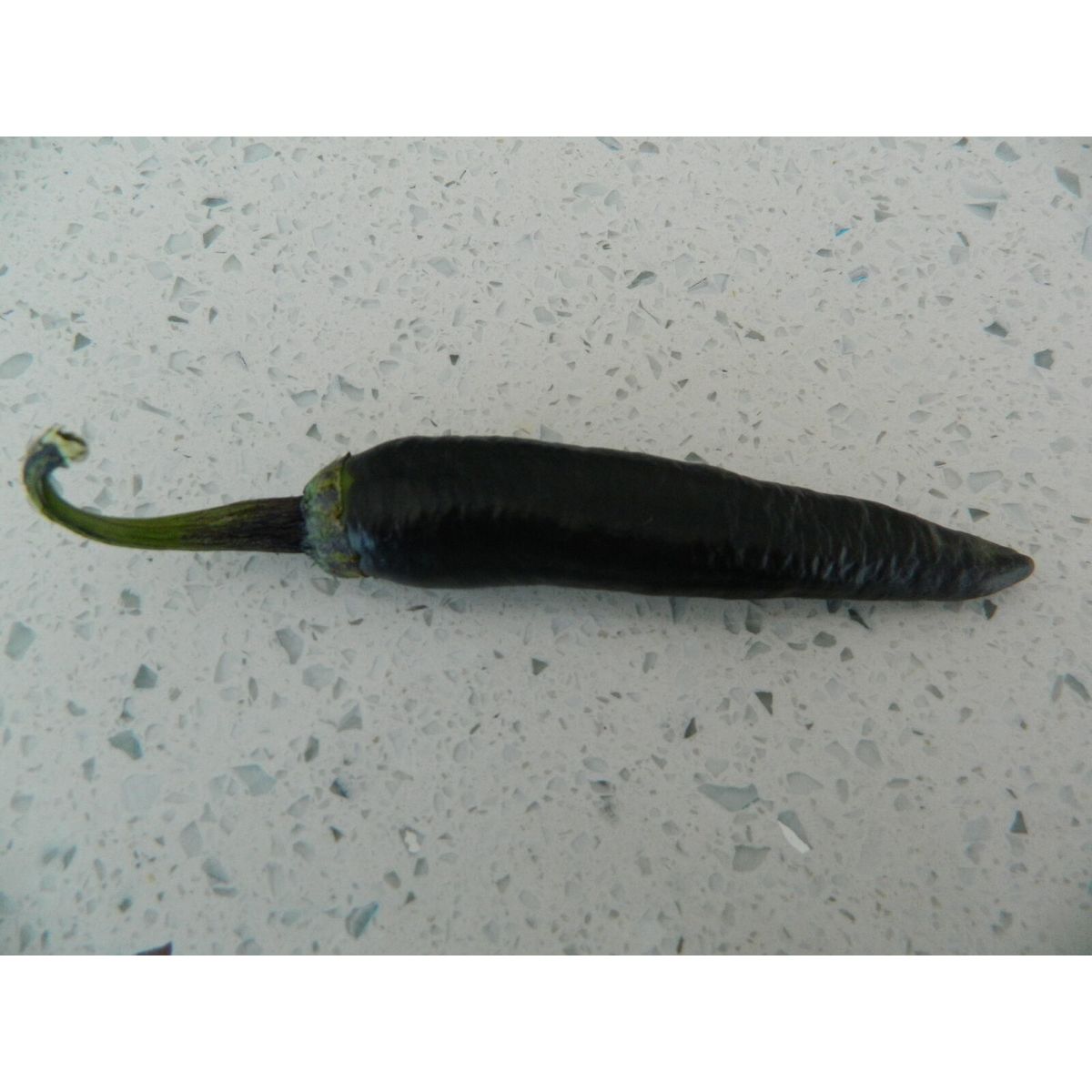 Czech Black Chilli Seeds For Sale - Czech Black Pepper Seeds For Sale ...