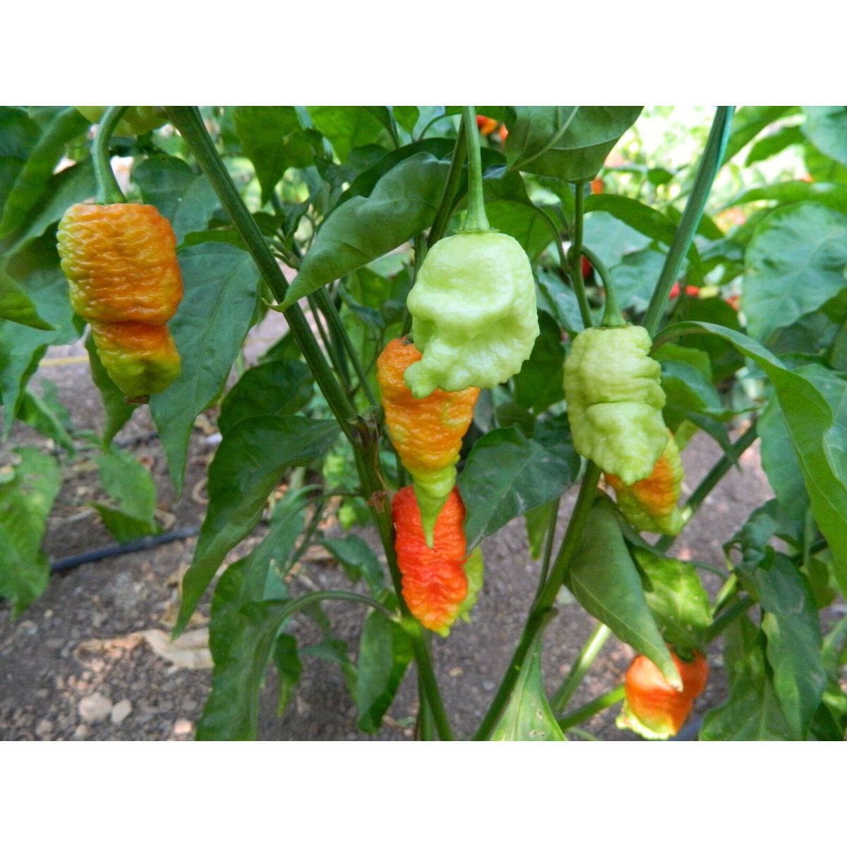 Death Spiral Chilli Seeds - Buy These Wacky Pepper Seeds from Red ...