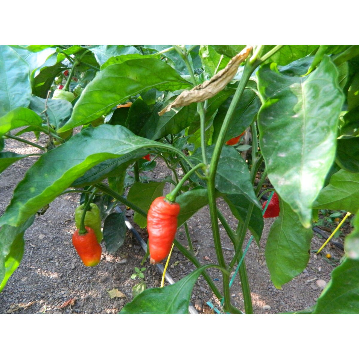 Death Spiral Chilli Seeds - Buy These Wacky Pepper Seeds from Red ...