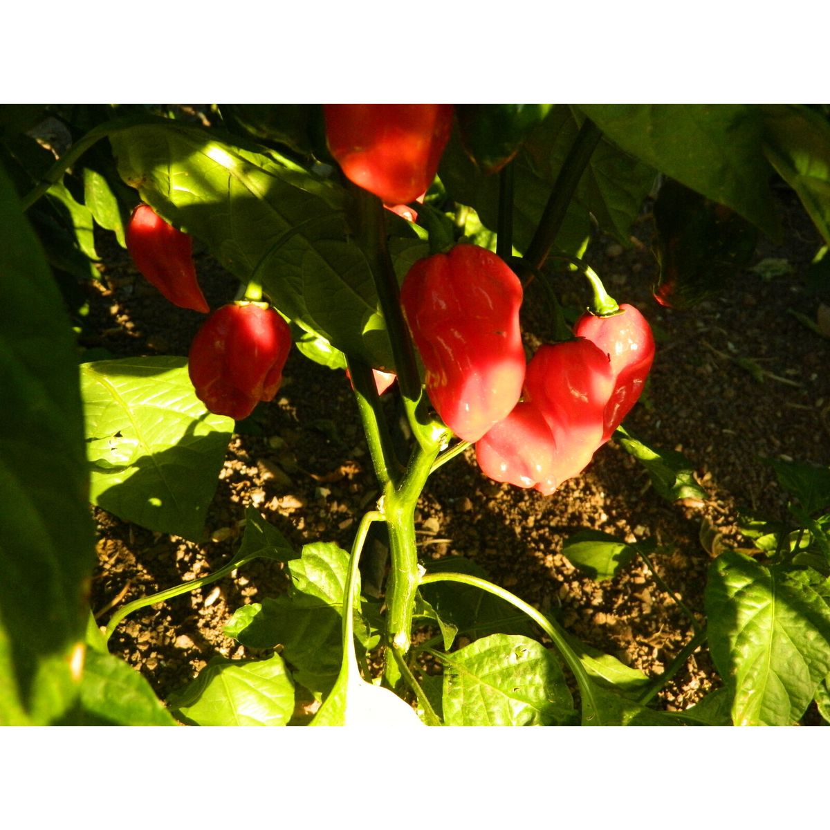 Devils Tongue Chilli Seeds - Rare Red Devils Tongue Pepper Seeds - Red ...