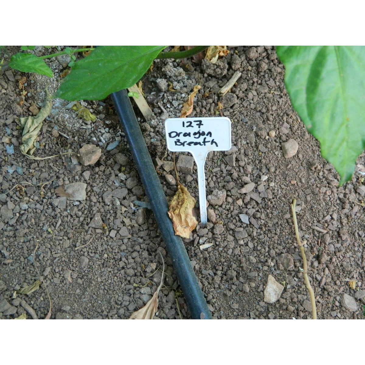 Dragons Breath Chilli Seeds - Super Hot Dragons Breath Pepper Seeds