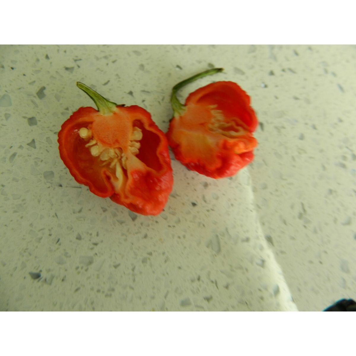 Dragons Breath Chilli Seeds - Super Hot Dragons Breath Pepper Seeds