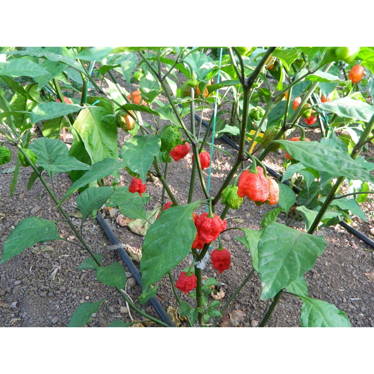 Dragons Breath Chilli Seeds - Super Hot Dragons Breath Pepper Seeds