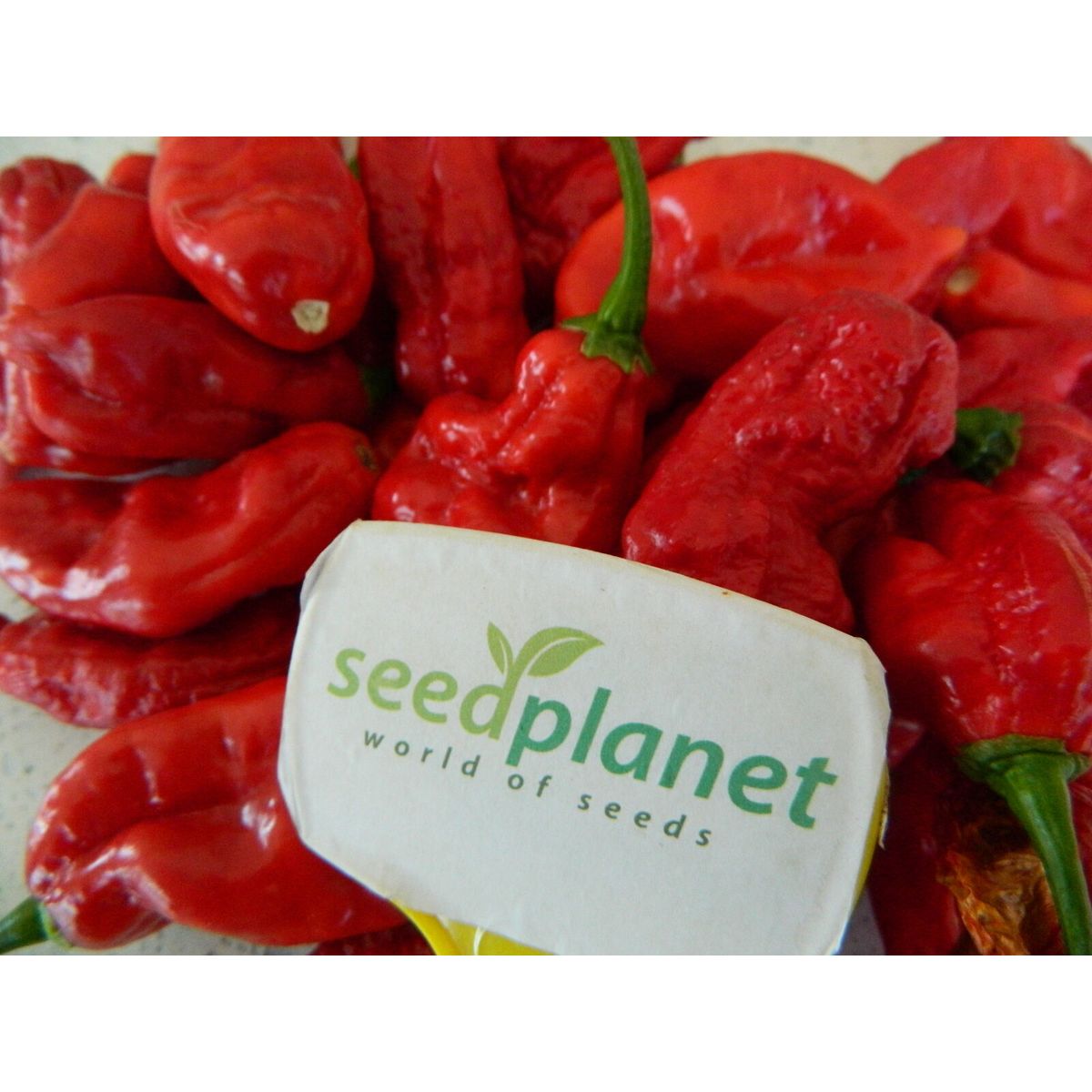 Ecuadorian Devil's Breath Chilli Seeds For Sale - Ecuadorian Devil's ...
