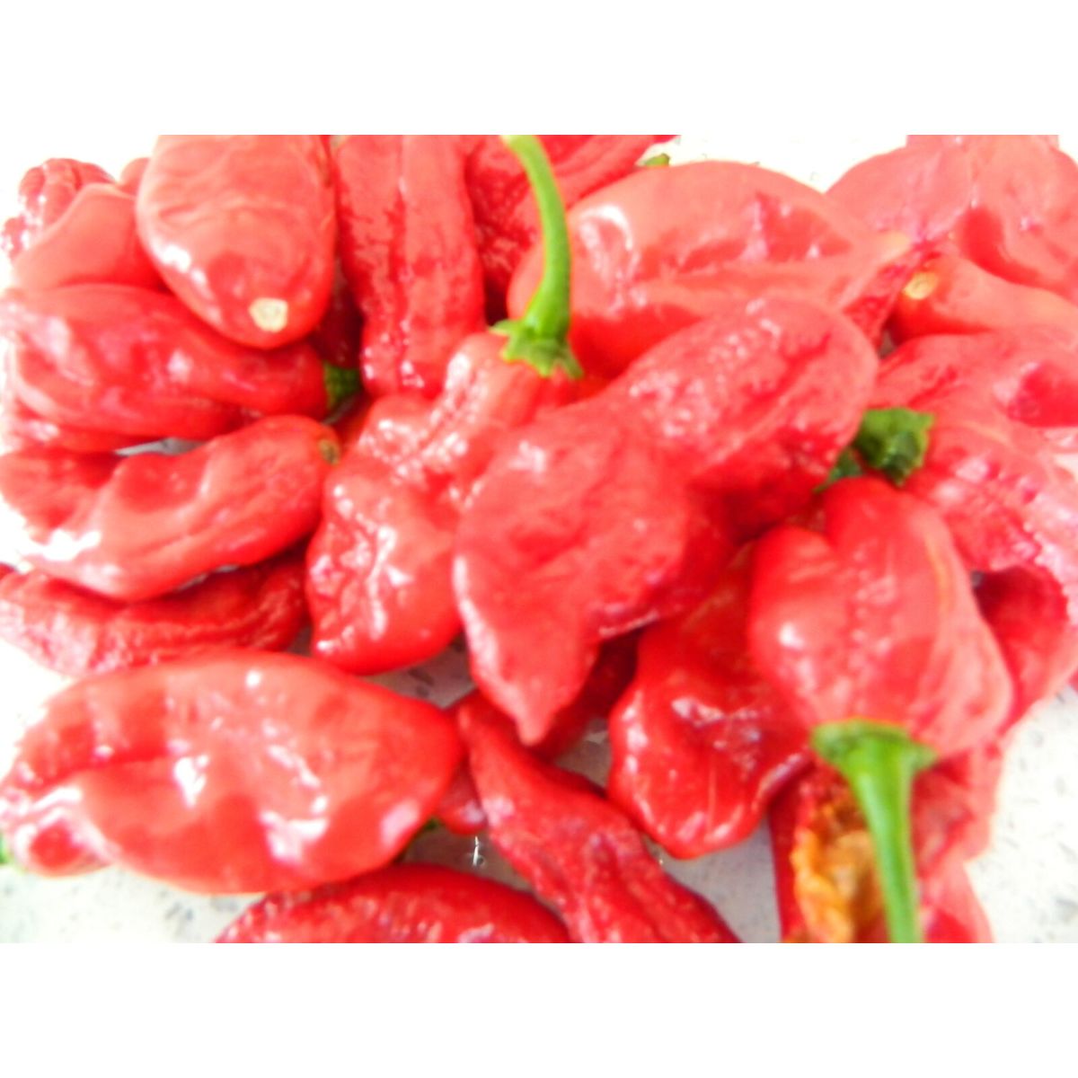 Ecuadorian Devil's Breath Chilli Seeds - Ecuadorian Devil's Breath ...