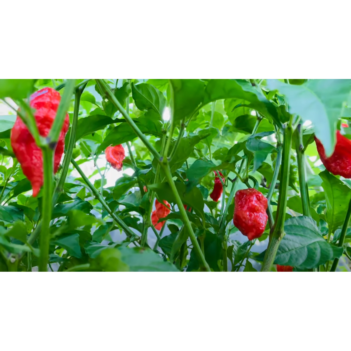 Ghost Pepper Seeds for Sale - 15 Seeds + 15 Free Seeds - Red Dragon Seeds