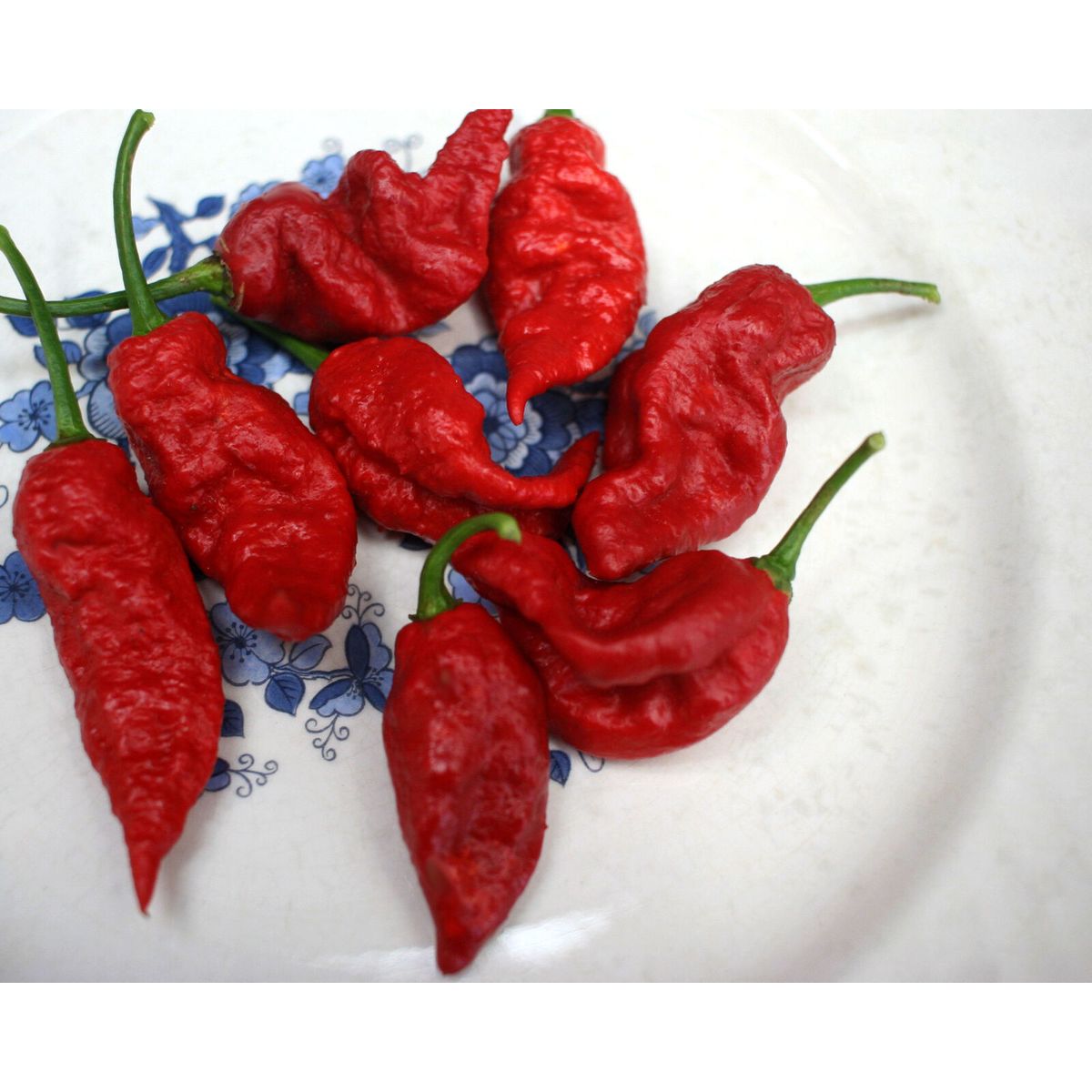 Ghost Pepper Seeds for Sale - 15 Seeds + 15 Free Seeds - Red Dragon Seeds