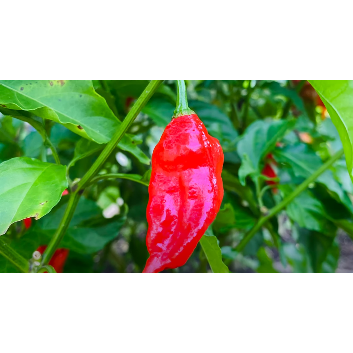 Ghost Pepper Seeds for Sale - 15 Seeds + 15 Free Seeds - Red Dragon Seeds