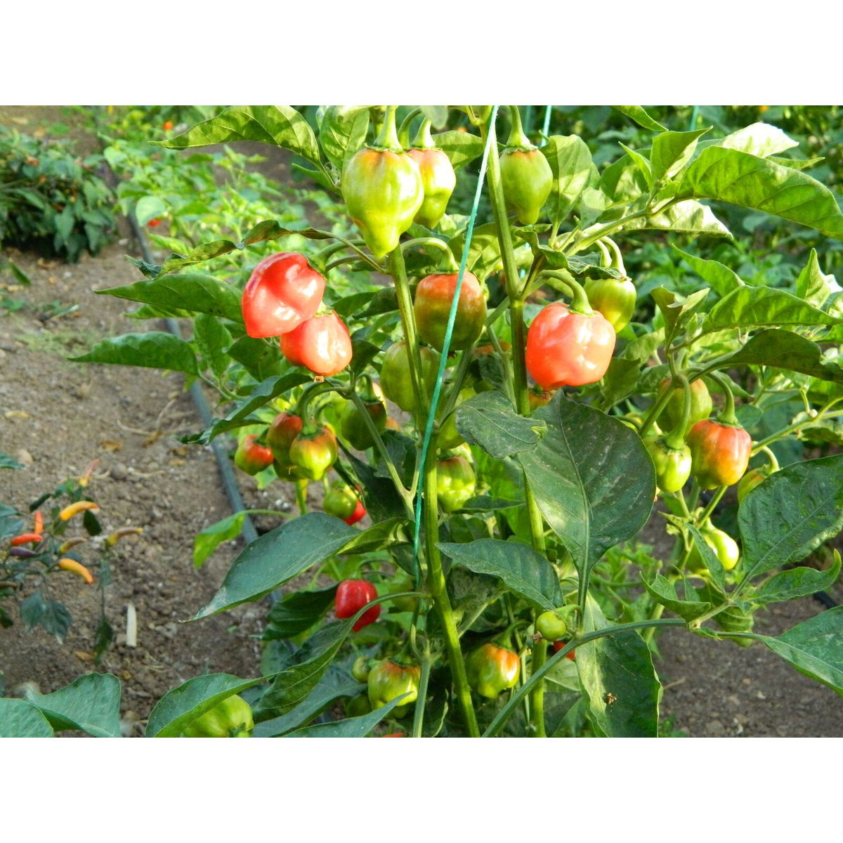 Habanero Red Savina Chilli Seeds - Habanero Red Savina Pepper Seeds