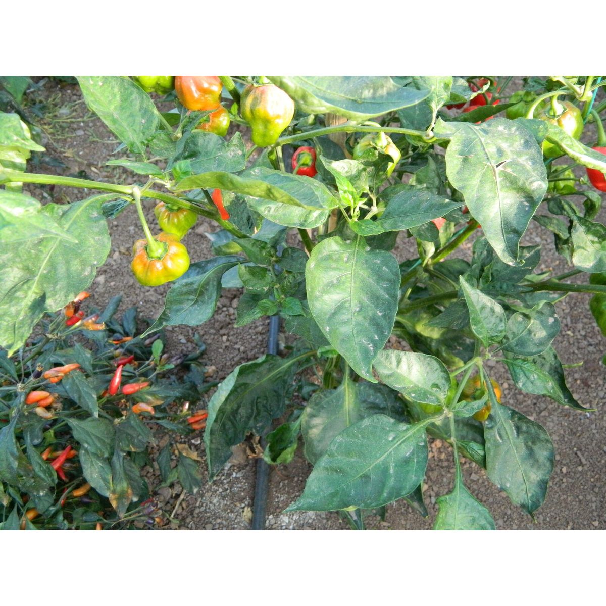 Habanero Red Savina Chilli Seeds - Habanero Red Savina Pepper Seeds