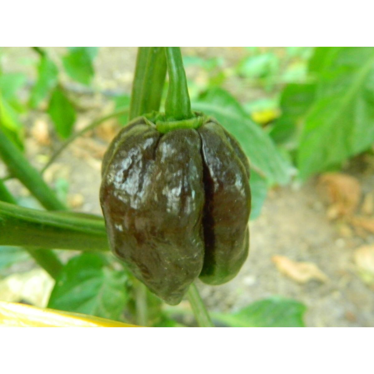 Jamaican Hot Chocolate Chilli Seeds - Jamaican Hot Chocolate Pepper Seeds