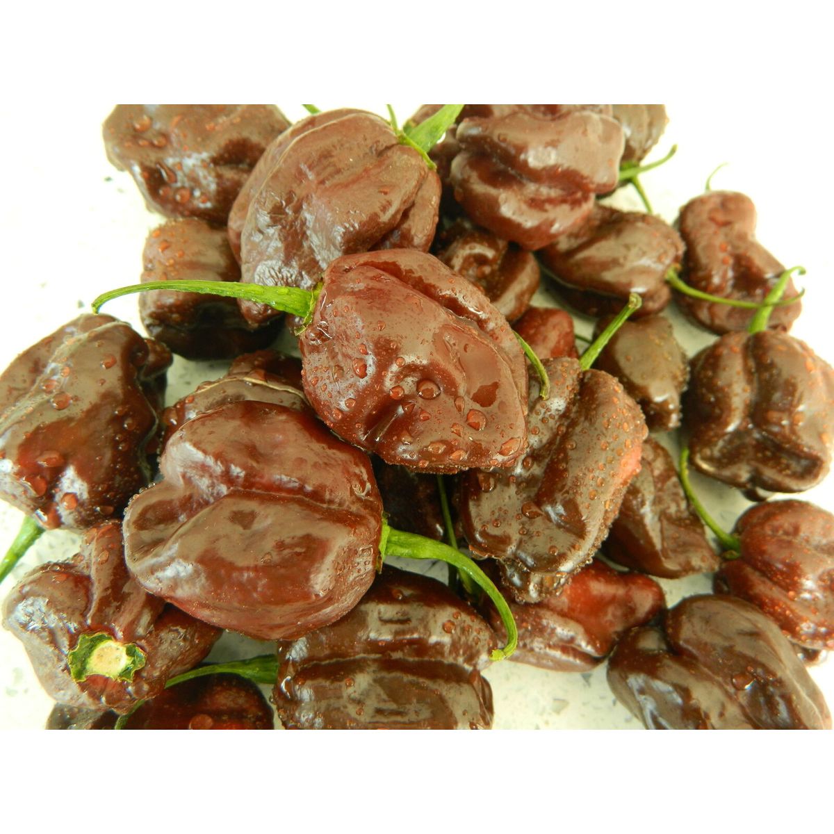 Jamaican Hot Chocolate Chilli Seeds - Jamaican Hot Chocolate Pepper Seeds