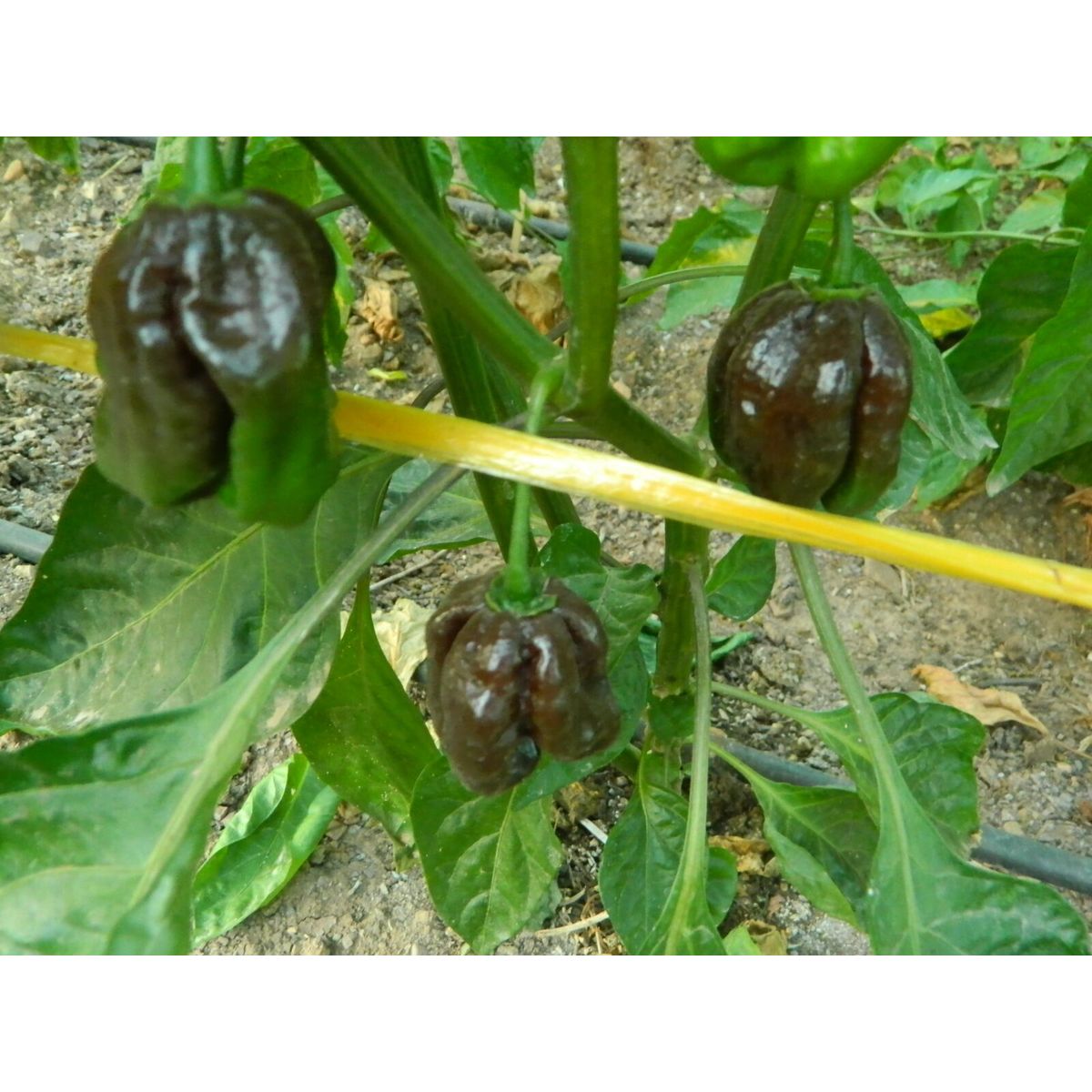 Jamaican Hot Chocolate Chilli Seeds - Jamaican Hot Chocolate Pepper Seeds