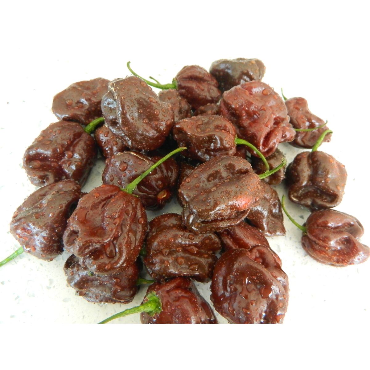 Jamaican Hot Chocolate Chilli Seeds - Jamaican Hot Chocolate Pepper Seeds