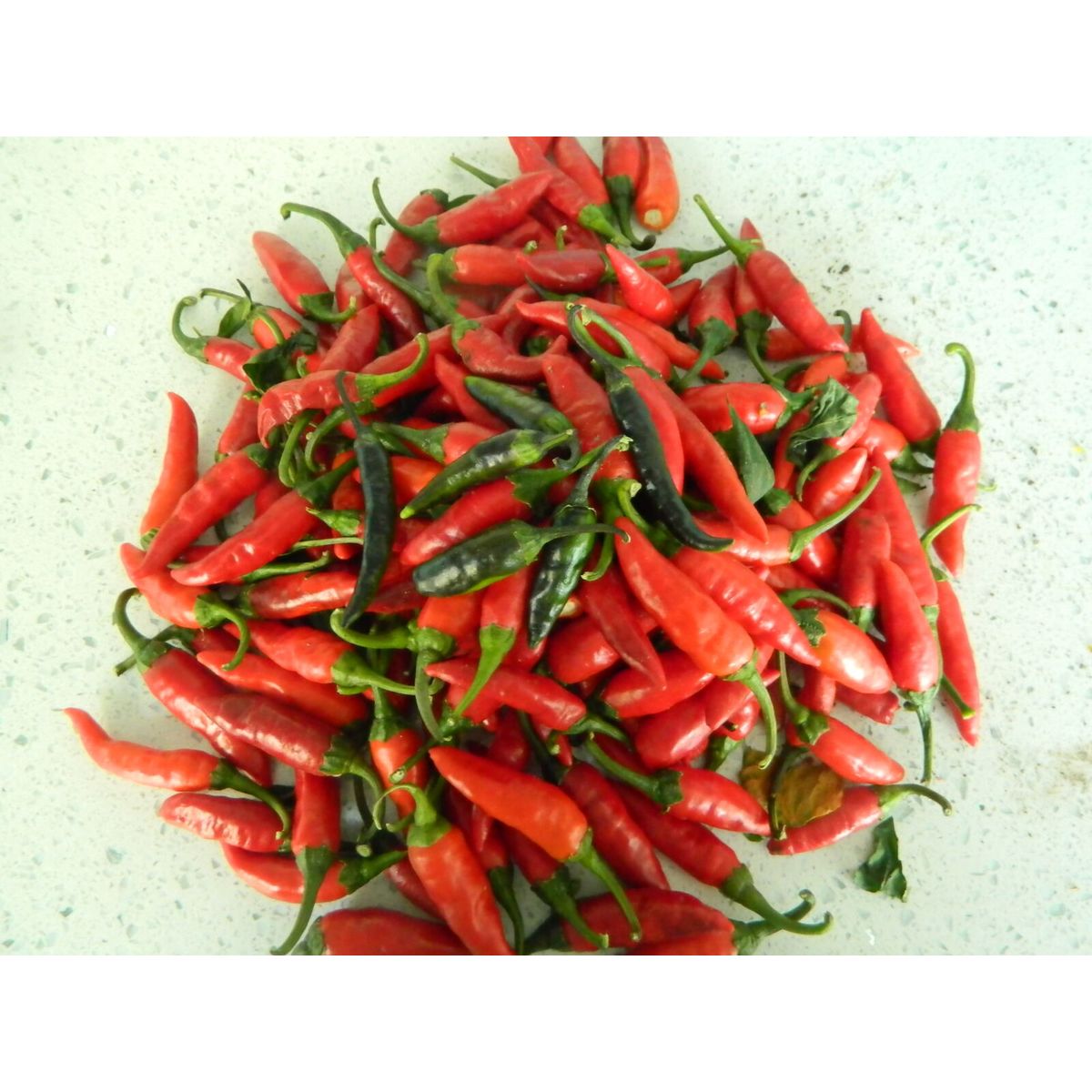 Krishna Jolokia Chilli Seeds - Krishna Jolokia Pepper Seeds
