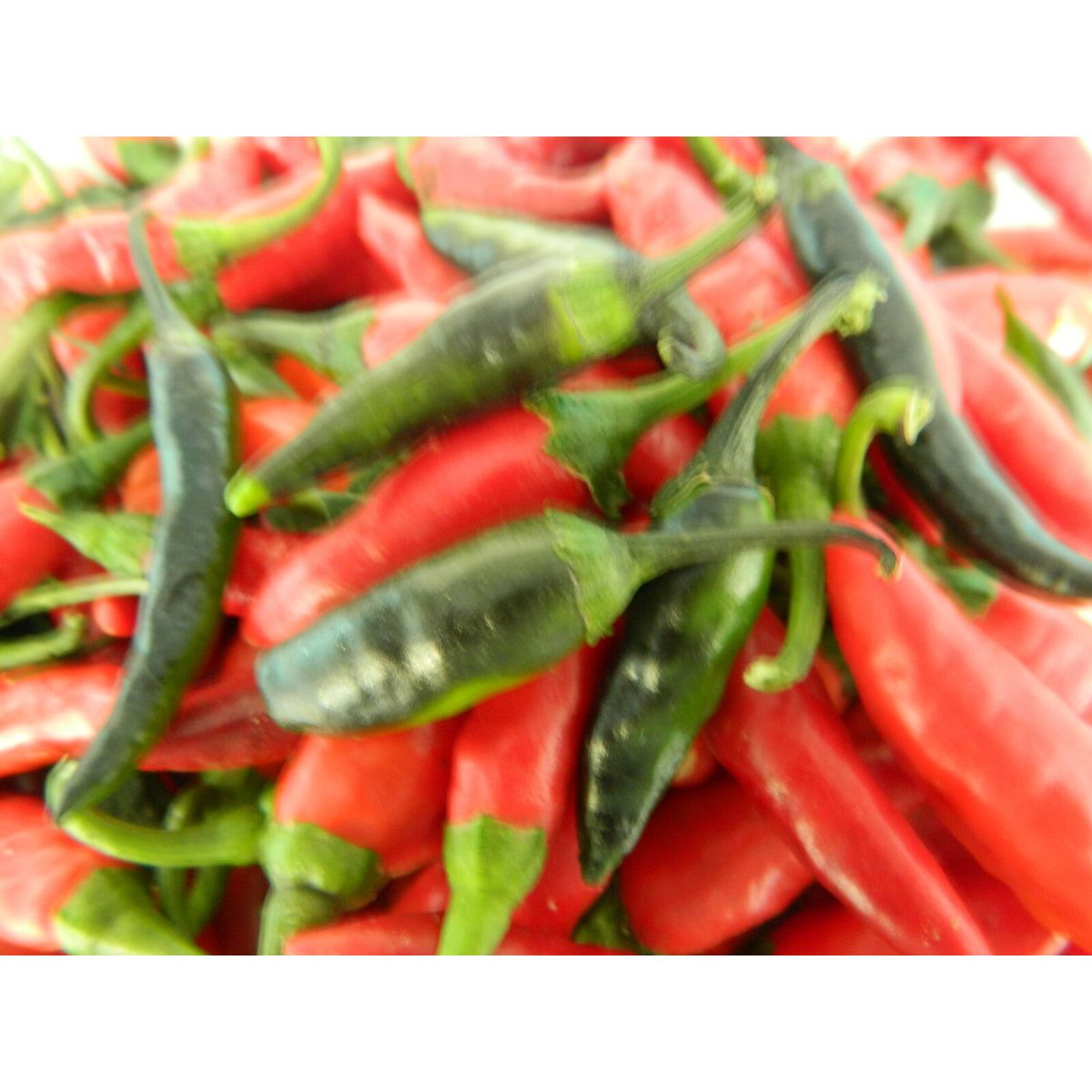 Krishna Jolokia Chilli Seeds - Krishna Jolokia Pepper Seeds