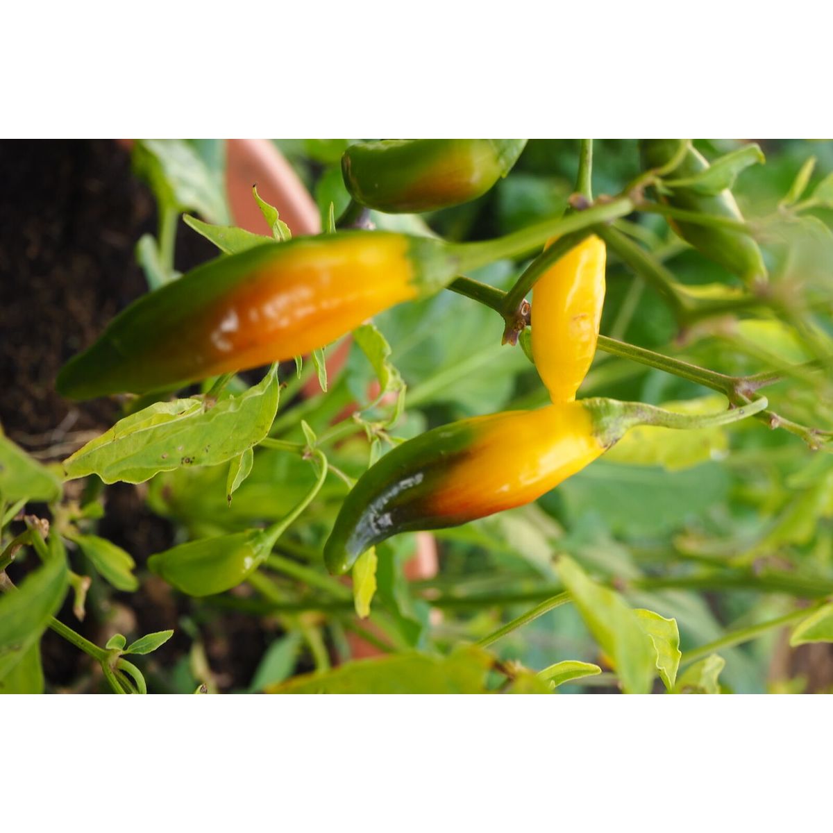 Lemon Drop Chilli Seeds - Aji Limon Pepper Seeds from Red Dragon Seeds