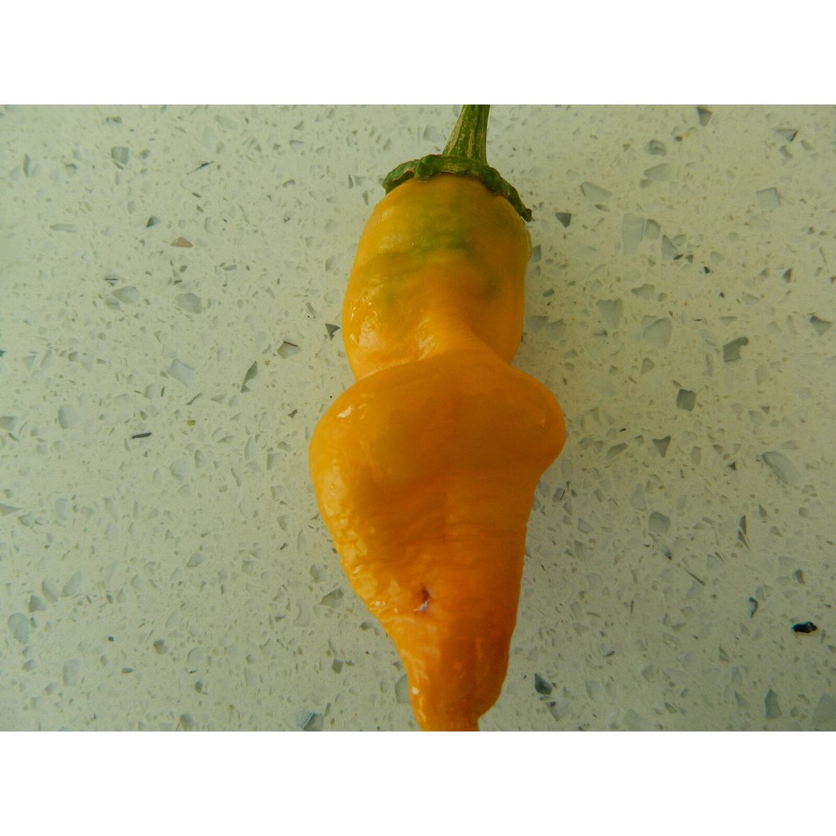 Monkey Face Chilli Seeds - Fresh Monkey Face Pepper Seeds from Red ...