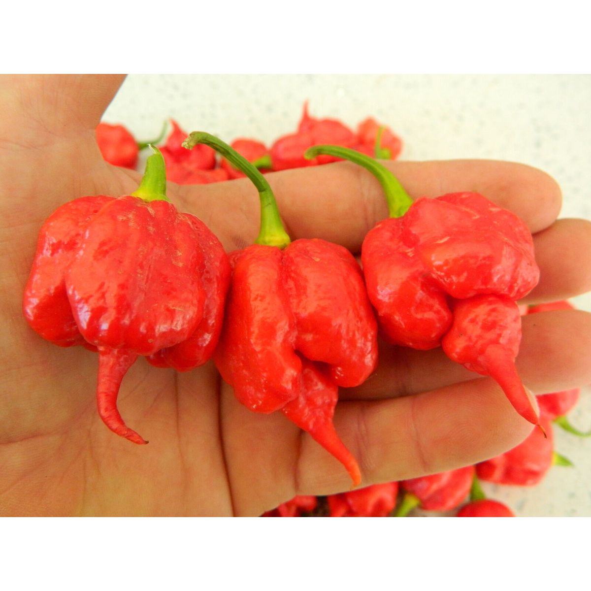 Naga Viper Chilli Seeds For Sale - Naga Viper Pepper Seeds For Sale ...
