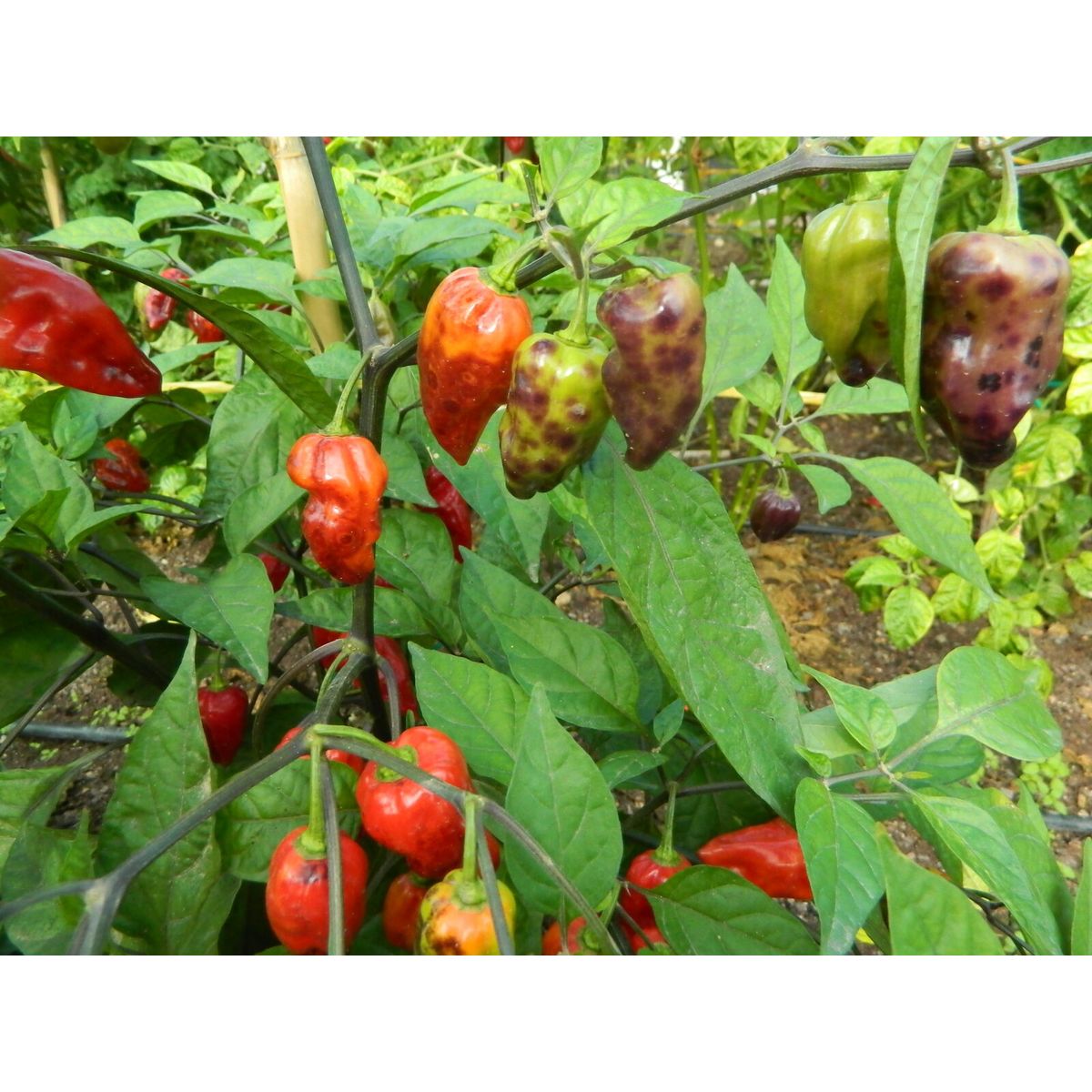 Bhut Jolokia Purple Chilli Seeds - Bhut Purple Pepper Seeds - Red ...
