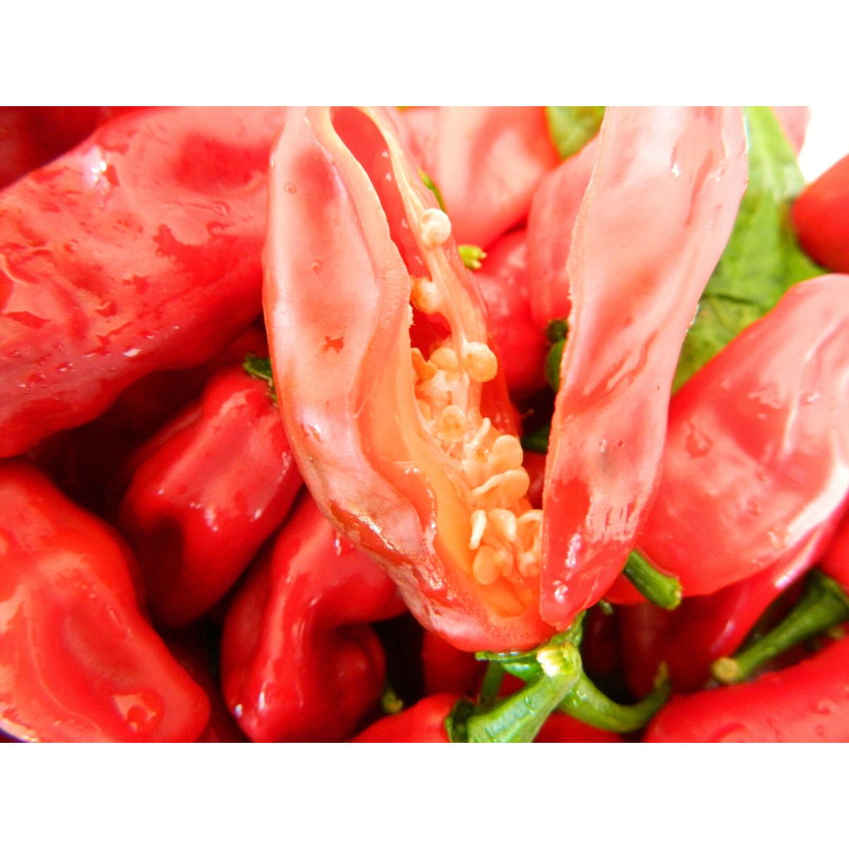 Super Hot Chilli Seed Variety Pack - 70 Super Hot Pepper Seeds - Red Dragon