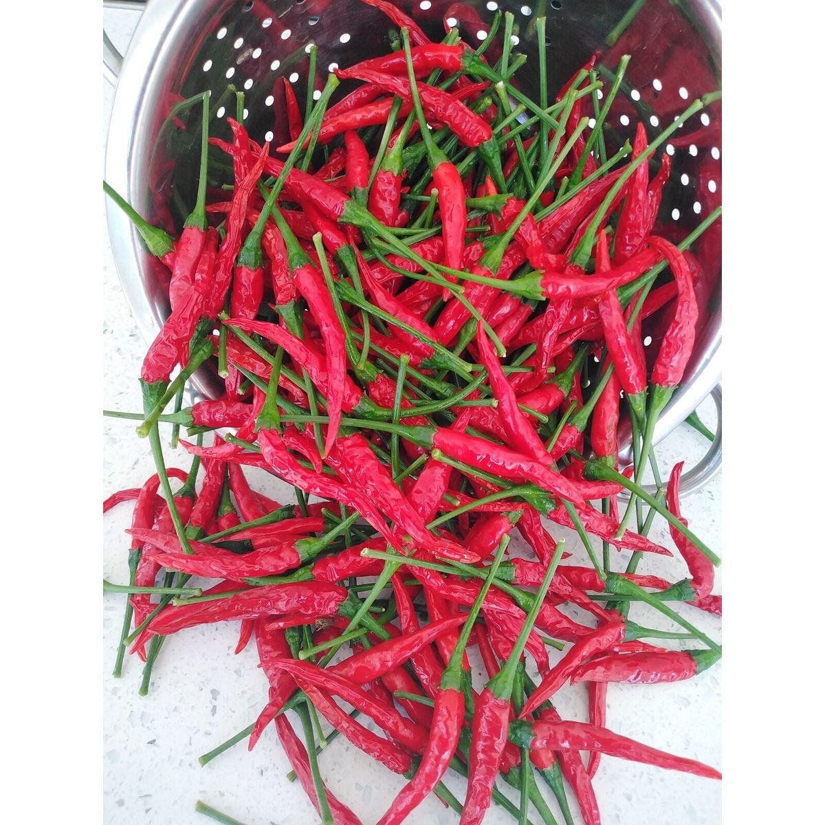 Thai Dragon Chilli Seeds For Sale - Thai Dragon Pepper Seeds For Sale ...