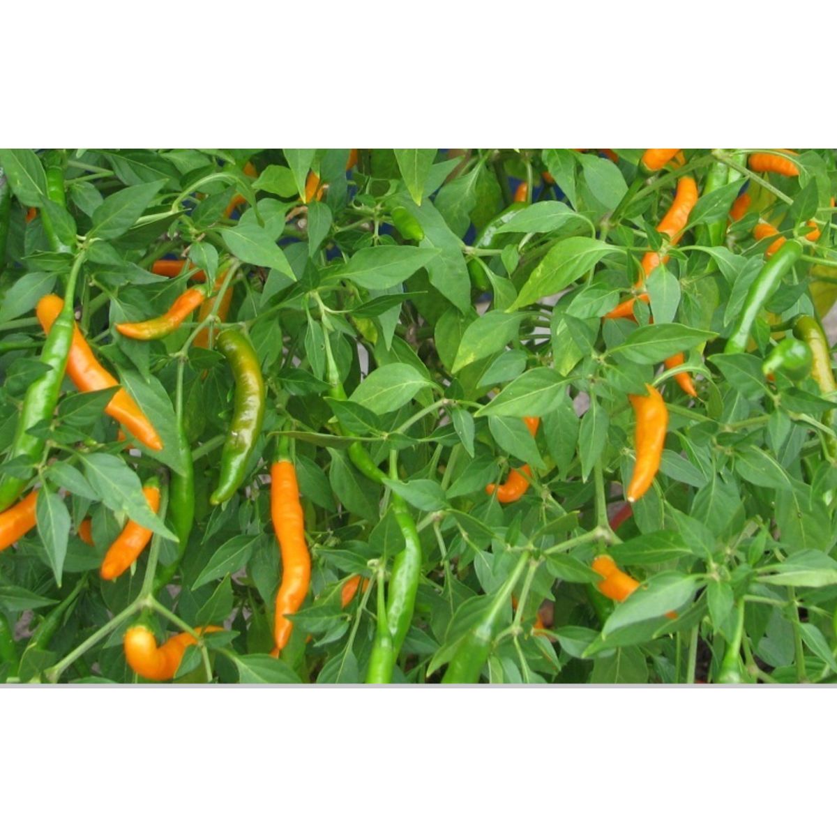 Thai Orange Chilli Seeds For Sale - Thai Orange Pepper Seeds For Sale ...
