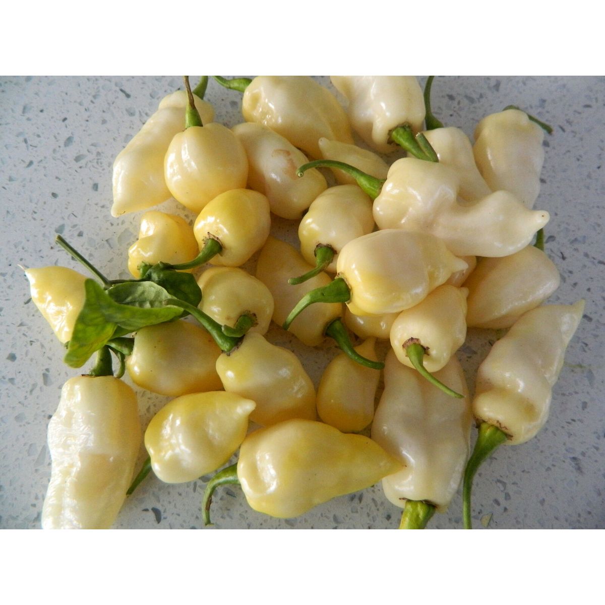 White Fatalii Chilli Seeds - Fresh Fatalii Pepper Seeds - Red Dragon Seeds