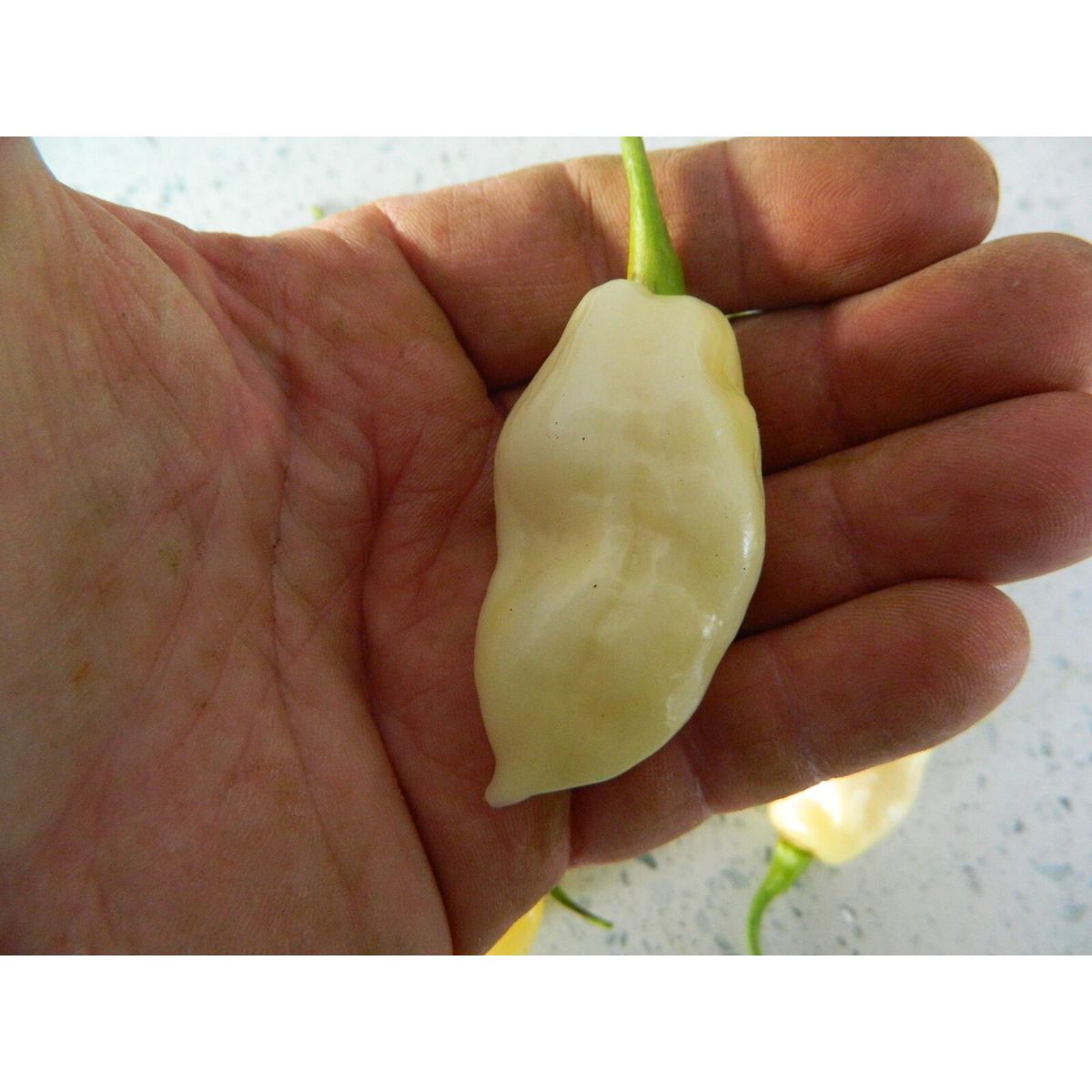White Fatalii Chilli Seeds - Fresh Fatalii Pepper Seeds - Red Dragon Seeds