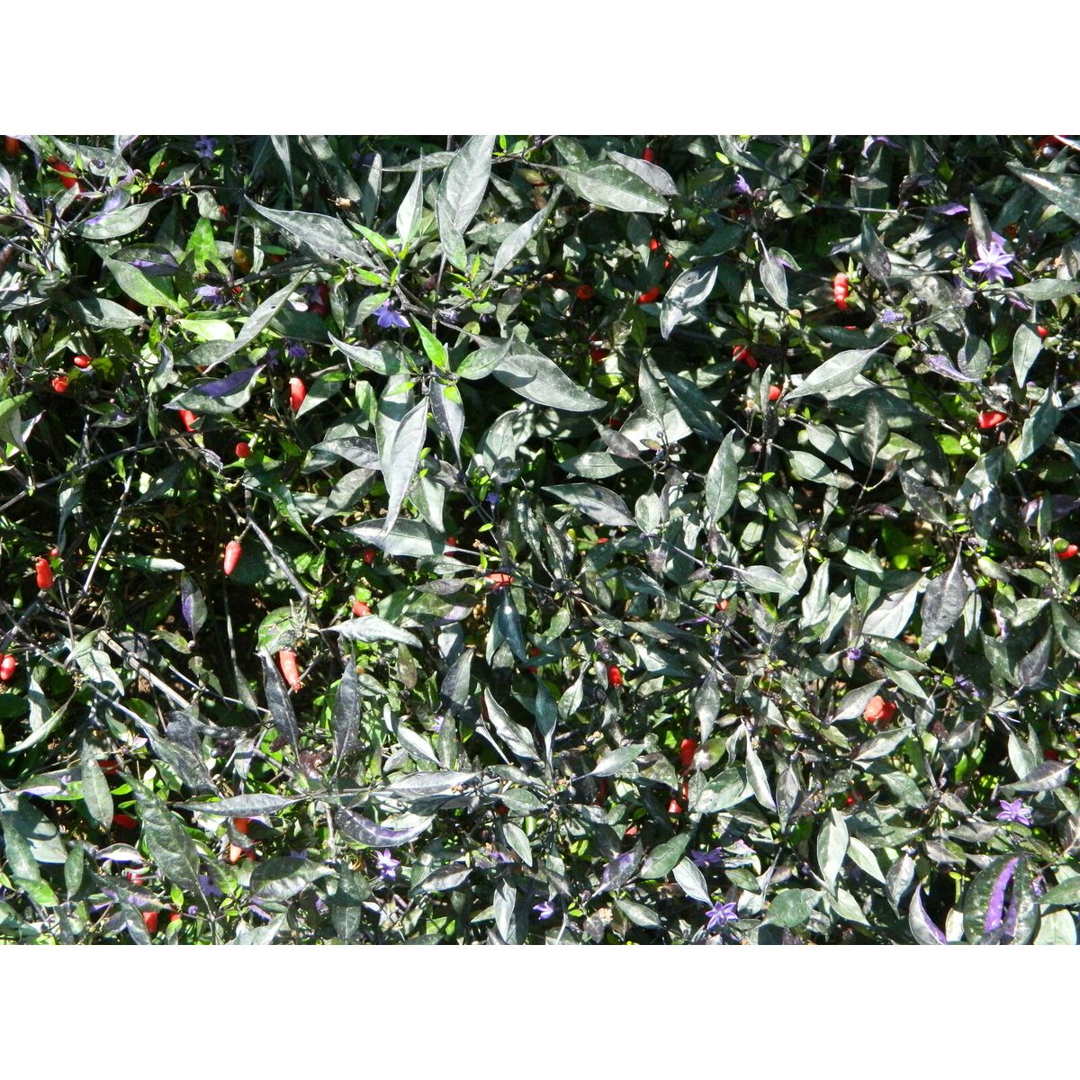 Zimbabwe Black Chilli Seeds - Great Looking Black Pepper Plant - Red ...