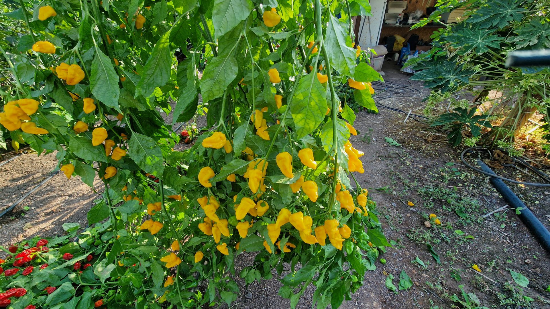 Bonda Ma Jacques Chilli Seeds - On of the best tasting Habaneros - Red ...