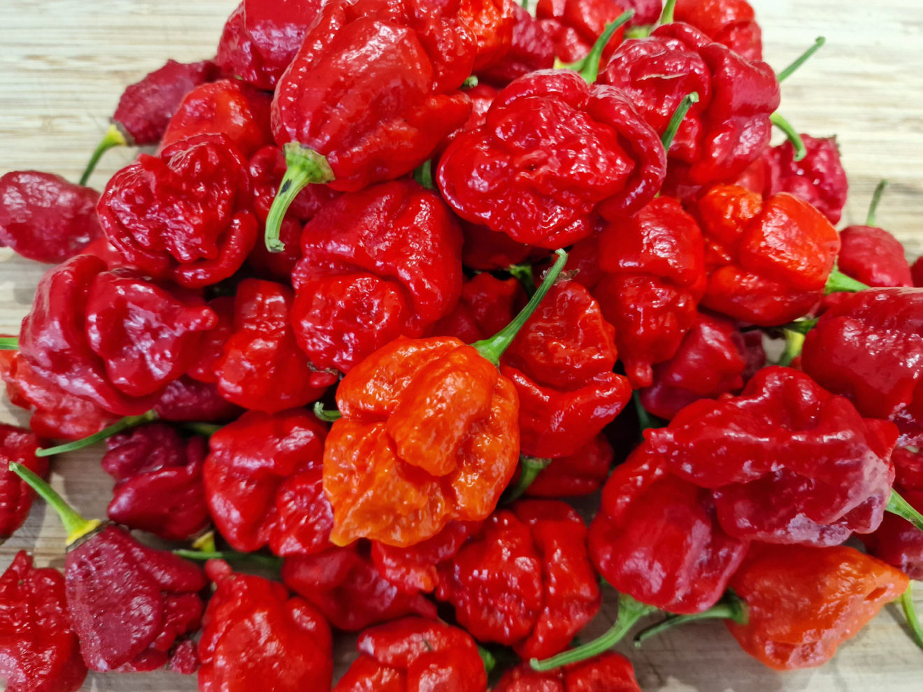 Apocalypse Chilli Seeds - Apocalypse Scorpion Pepper Seeds - Red Dragon ...