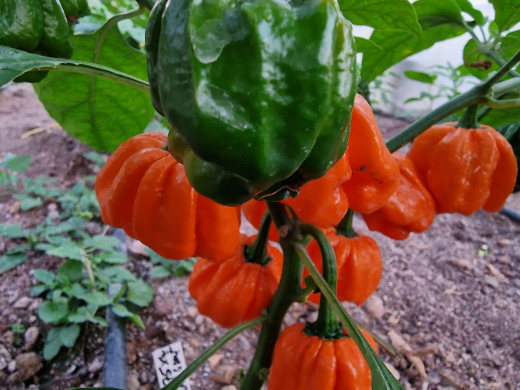 Bahamian Goat Chilli Seeds Chilli Seeds For Sale - Bahamian Goat Chilli ...