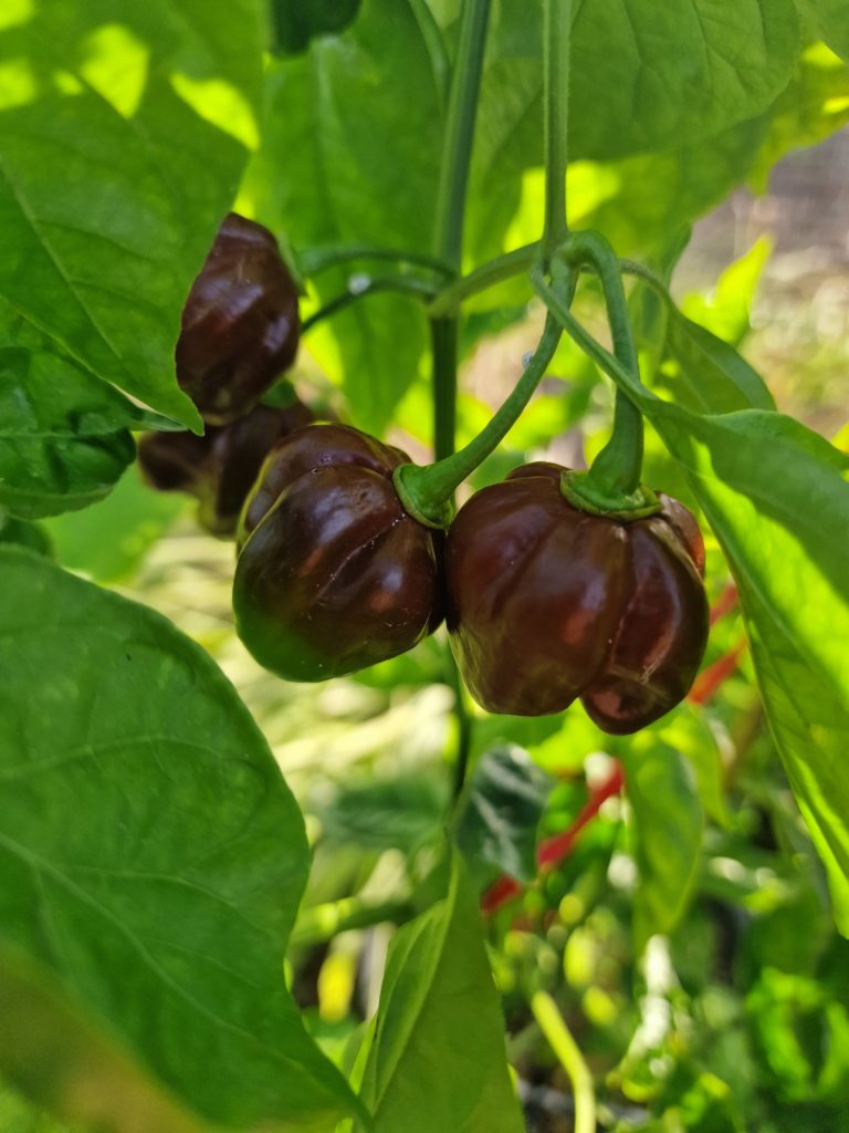Jamaican Hot Chocolate Chilli Seeds - Jamaican Hot Chocolate Pepper Seeds