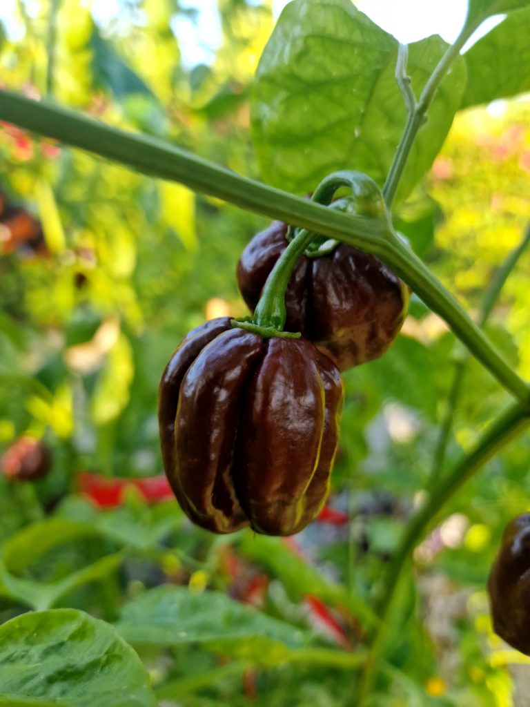 Jamaican Hot Chocolate Chilli Seeds - Jamaican Hot Chocolate Pepper Seeds